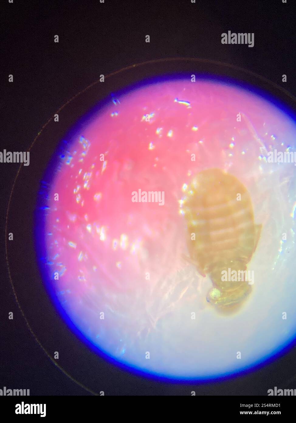 Domestic Booklice (Liposcelis Stock Photo - Alamy