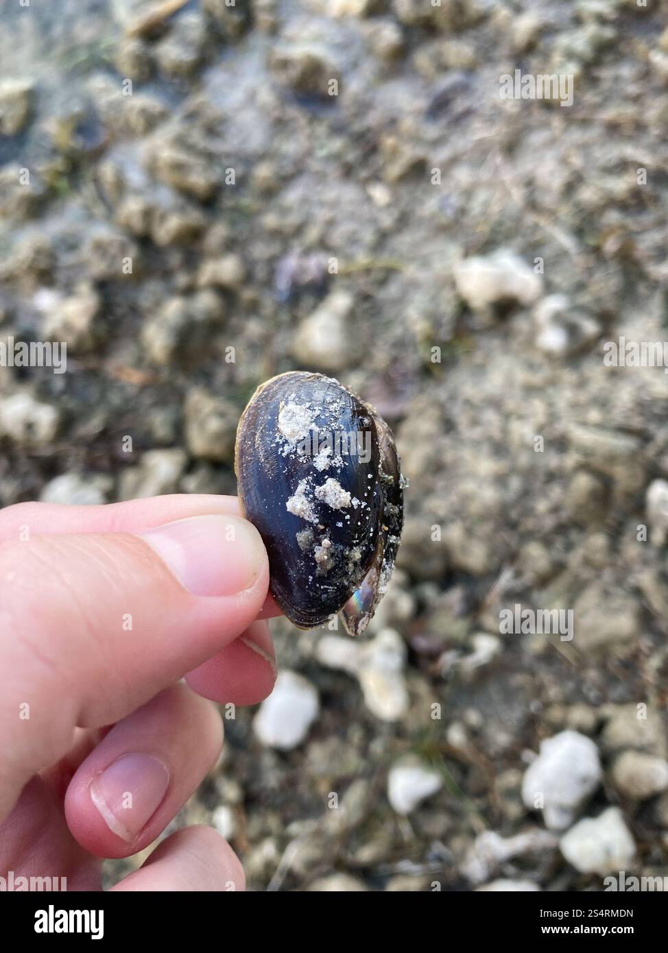 Florida Spike (Elliptio jayensis Stock Photo - Alamy