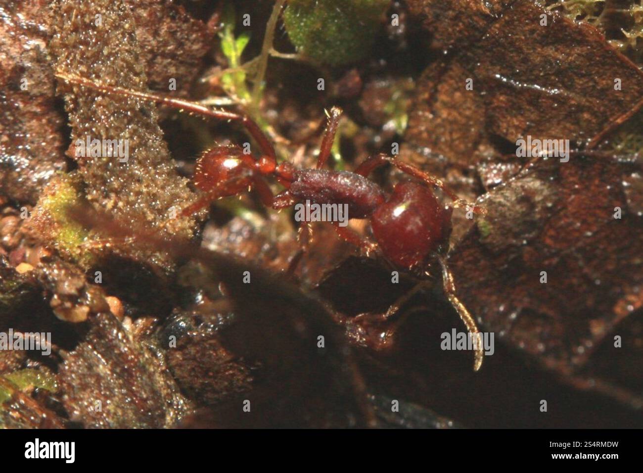Labidus Army Ants (Labidus Stock Photo - Alamy