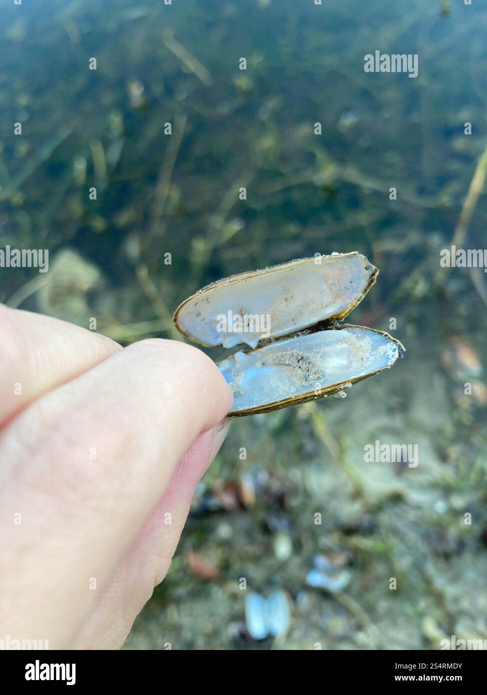 Florida Spike (Elliptio jayensis Stock Photo - Alamy