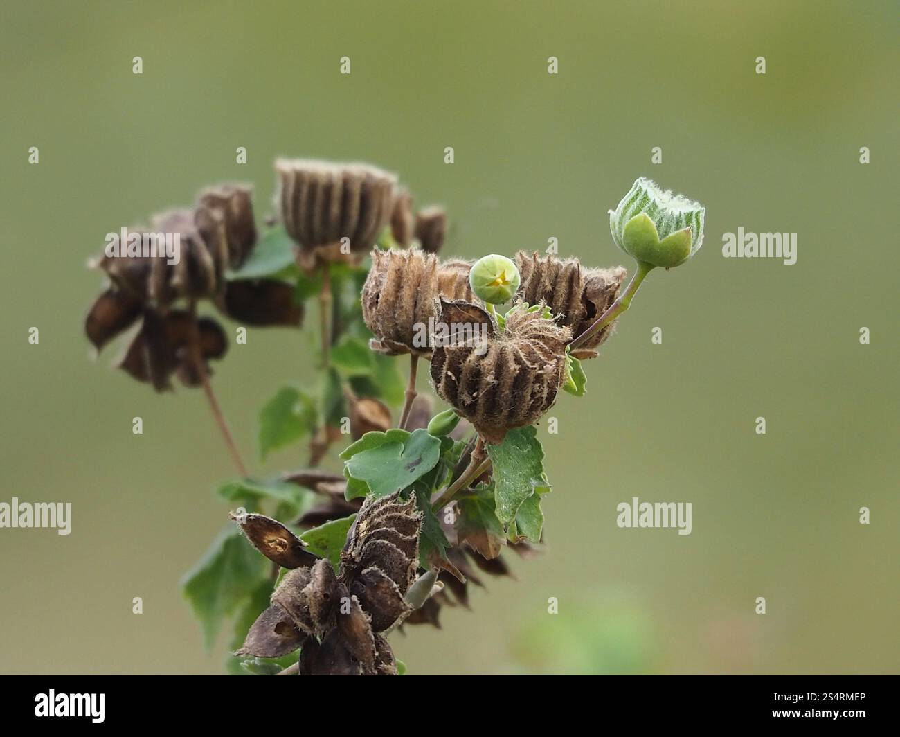 Indian Mallow (Abutilon indicum Stock Photo - Alamy