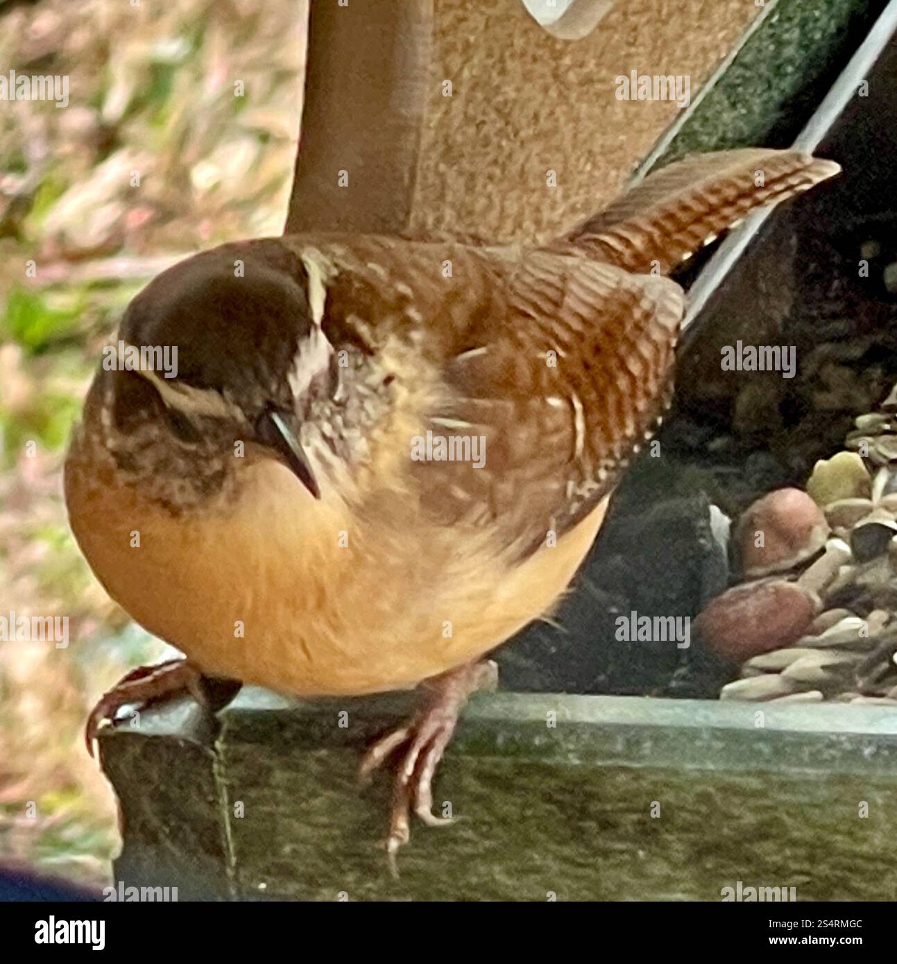 Carolina Wren (Thryothorus ludovicianus Stock Photo - Alamy