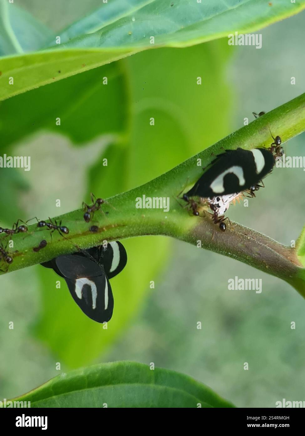 Black-and-white Treehopper (Membracis foliatafasciata Stock Photo - Alamy