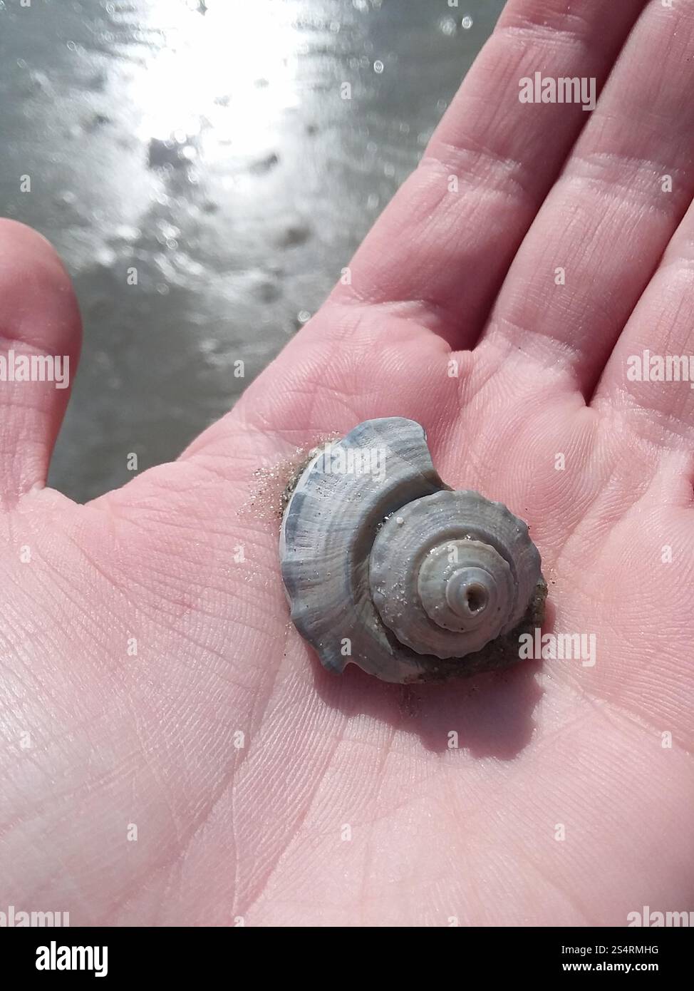 Channeled Whelk (Busycotypus canaliculatus Stock Photo - Alamy