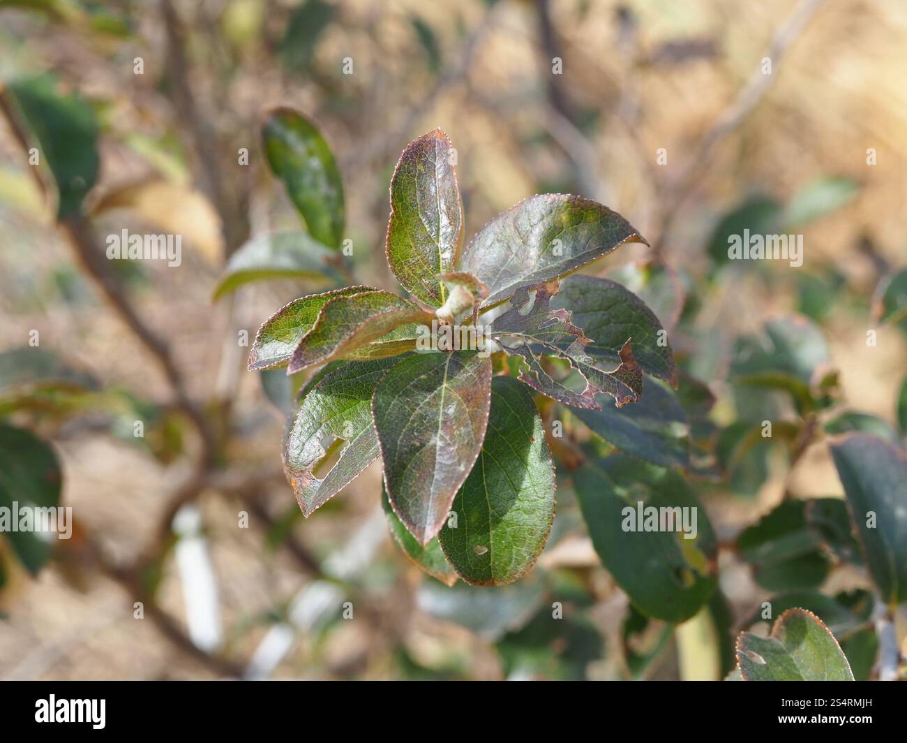sapphire-berry (Symplocos paniculata Stock Photo - Alamy