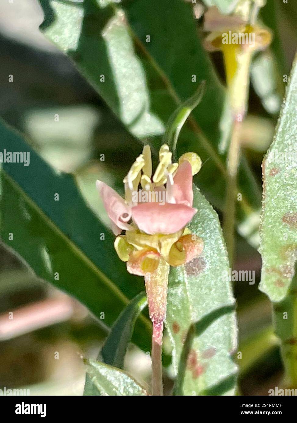 Booth's Evening Primrose (Eremothera boothii Stock Photo - Alamy