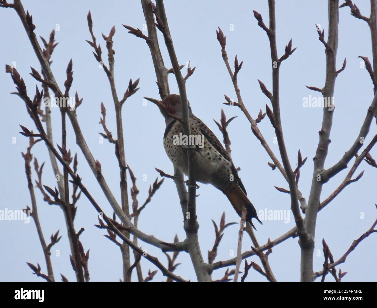 Northern Flicker (Colaptes auratus Stock Photo - Alamy