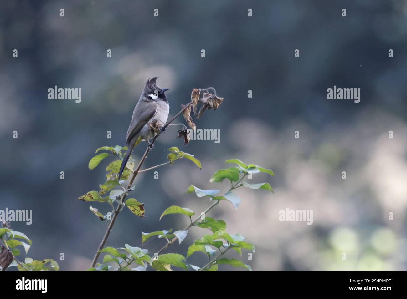 Himalayan Bulbul (Pycnonotus leucogenys Stock Photo - Alamy