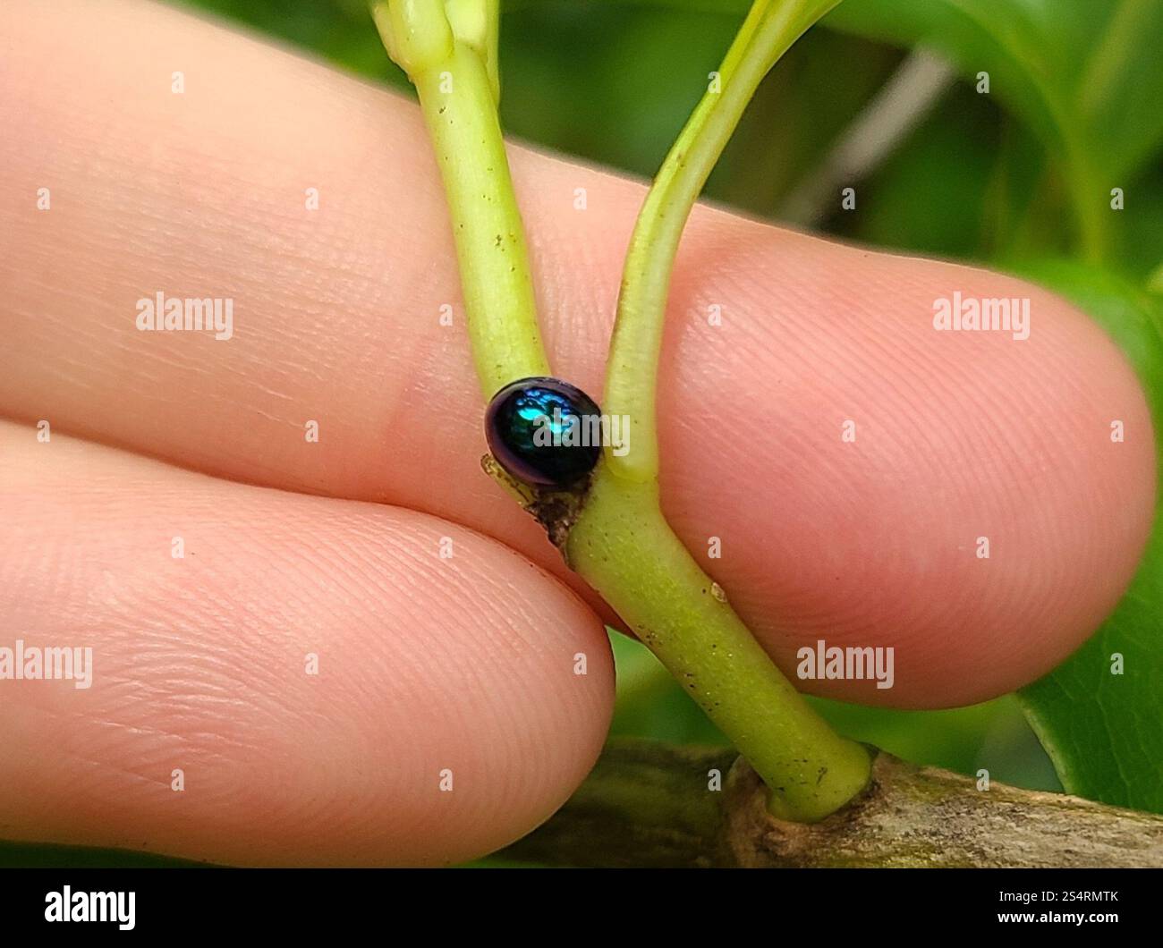 Steelblue Lady Beetle (Halmus chalybeus Stock Photo - Alamy