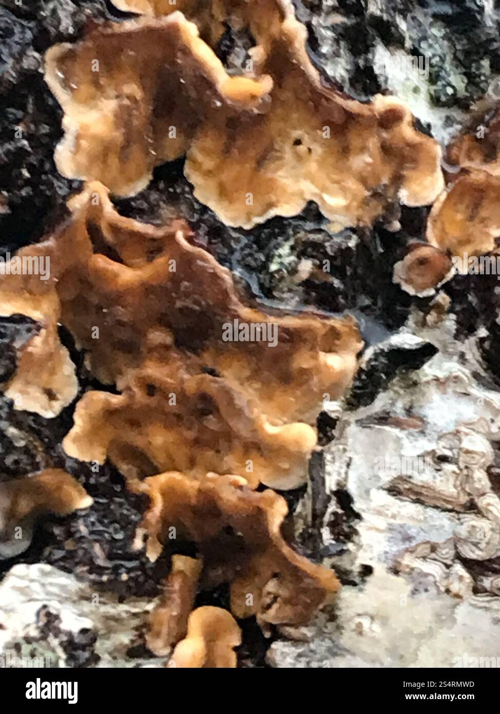 Broadleaf Bleeding-crust (Stereum rugosum Stock Photo - Alamy