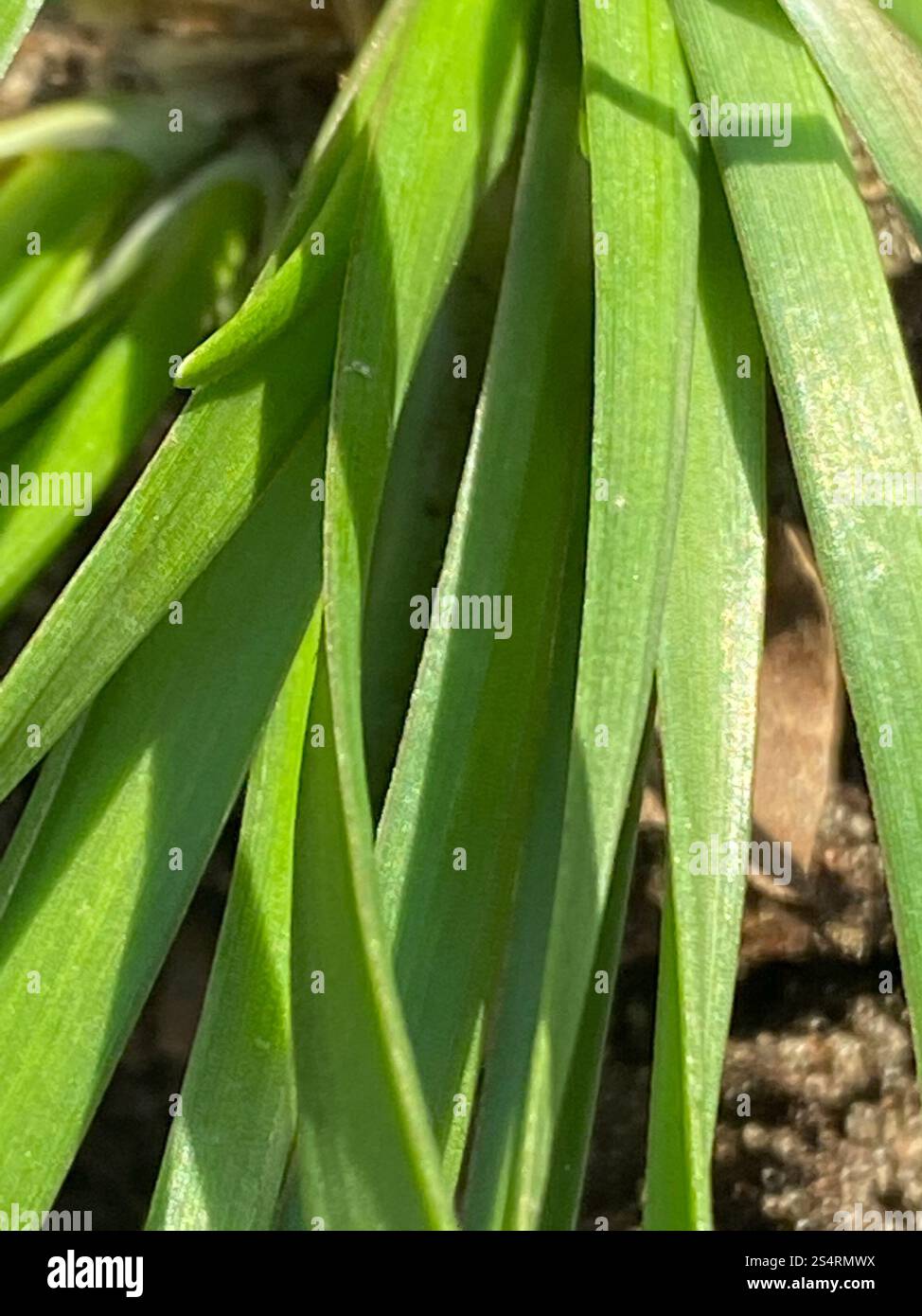 Canadian Meadow garlic (Allium canadense Stock Photo - Alamy