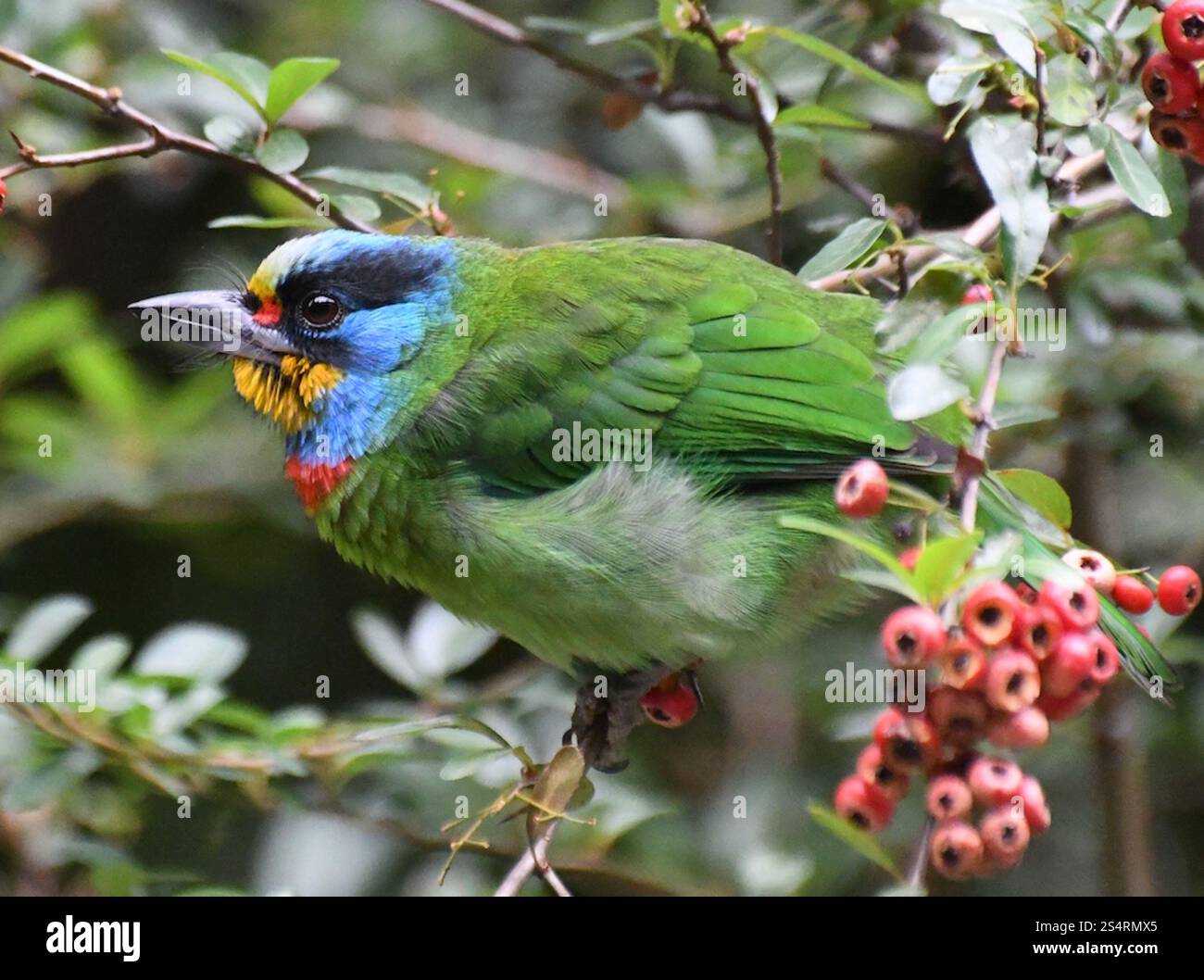 Taiwan barbet hi-res stock photography and images - Alamy