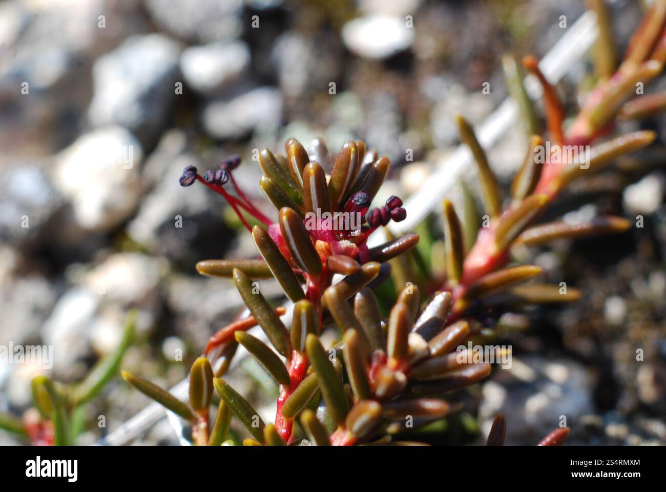 (Empetrum nigrum subholarcticum Stock Photo - Alamy
