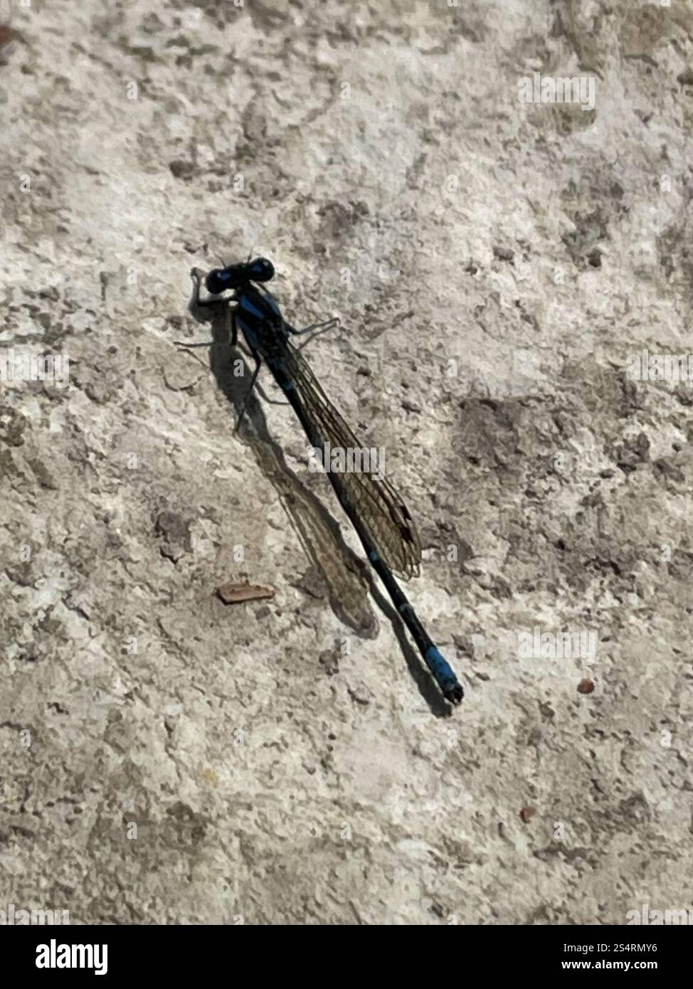 Blue-ringed Dancer (Argia sedula Stock Photo - Alamy