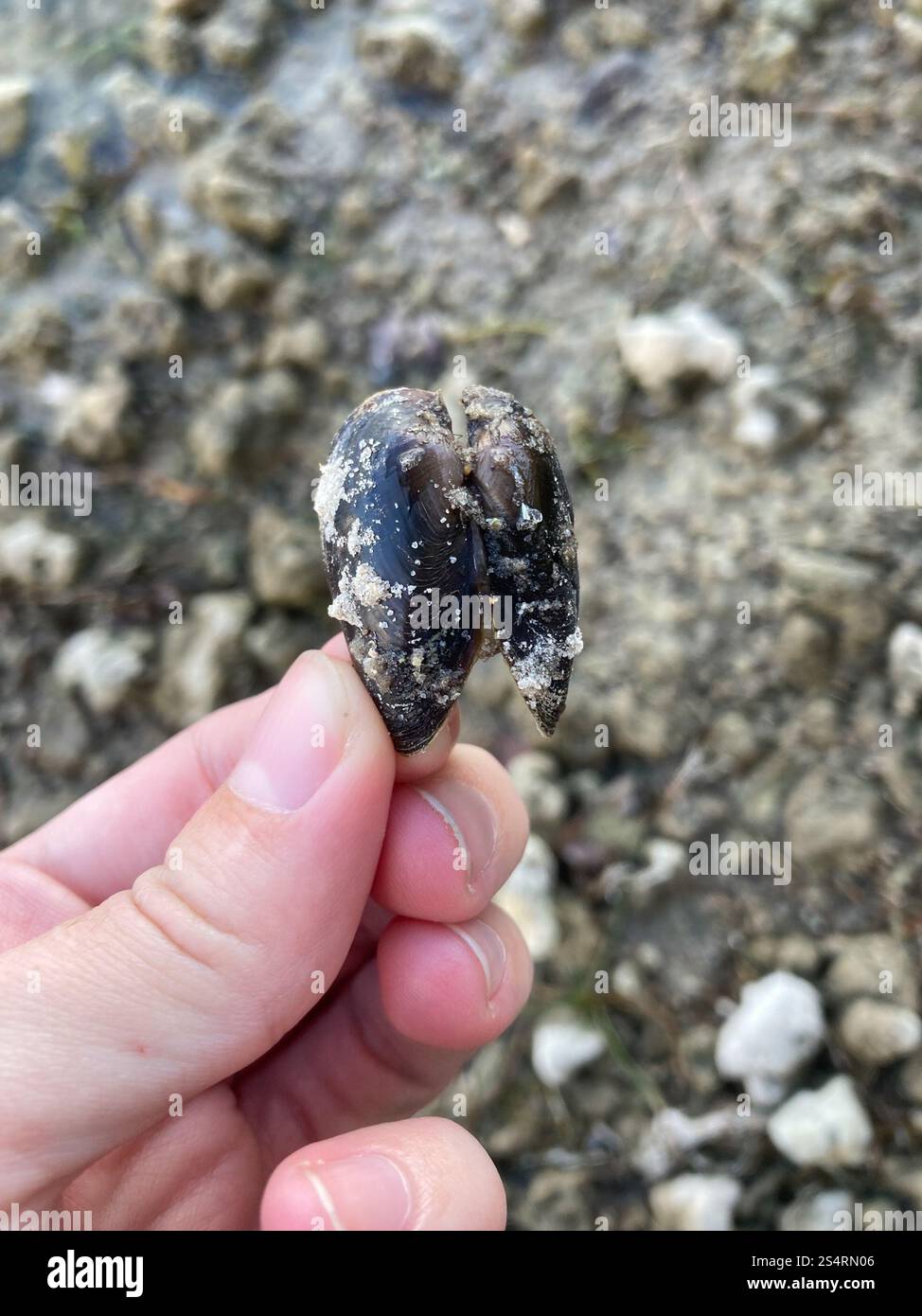 Florida Spike (Elliptio jayensis Stock Photo - Alamy