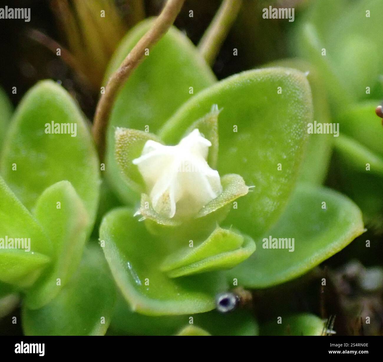 Loganiaceae hi-res stock photography and images - Alamy