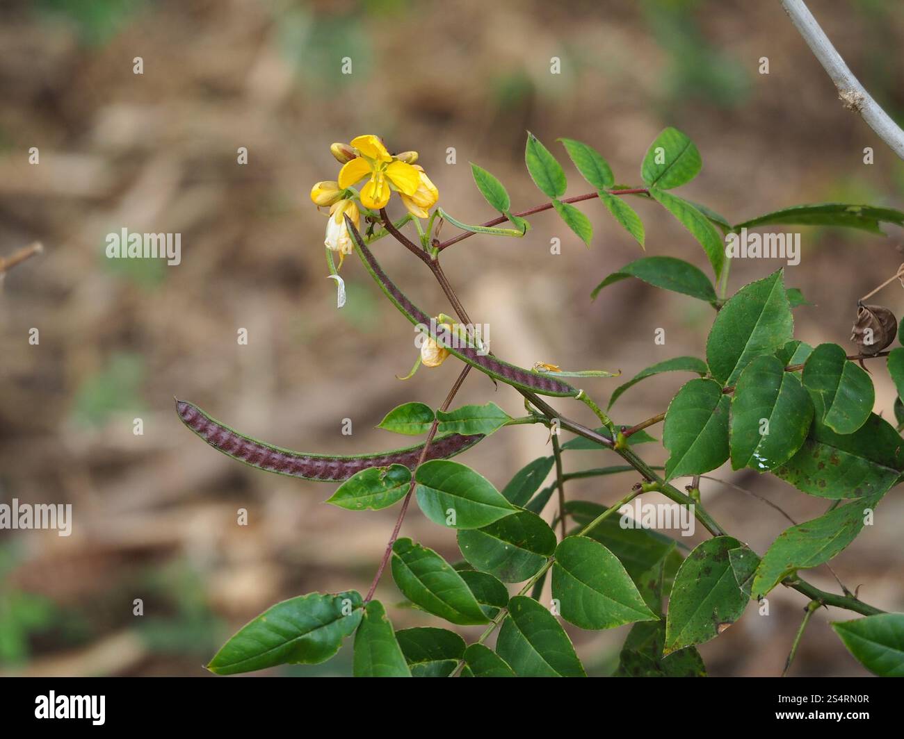 Coffee Senna (Senna occidentalis Stock Photo - Alamy