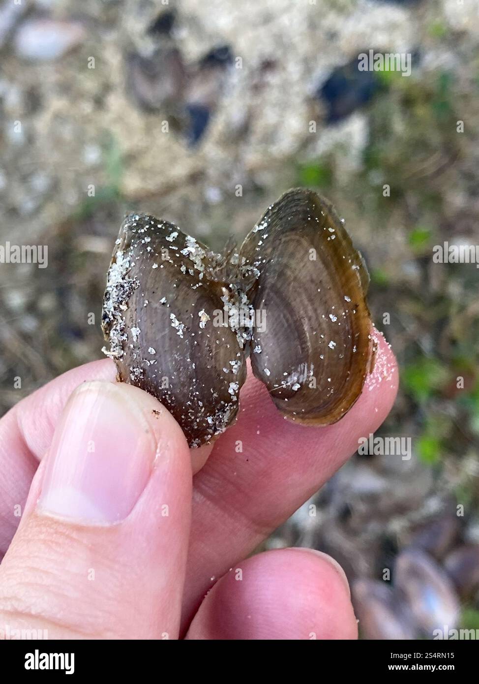 Florida Spike (Elliptio jayensis Stock Photo - Alamy