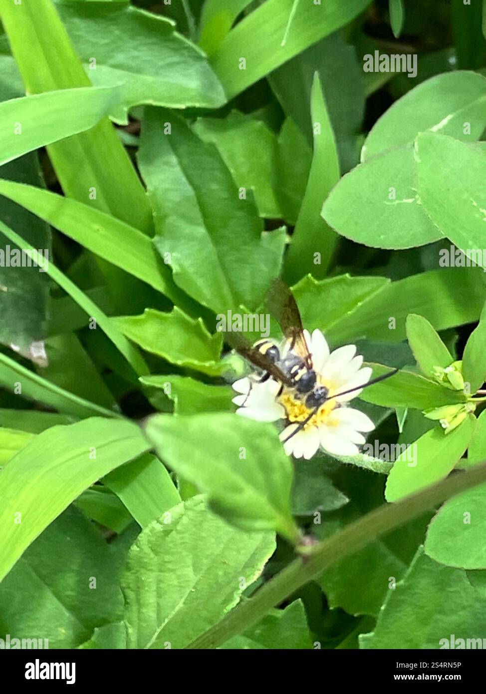 Caribbean scoliid wasp (Dielis dorsata Stock Photo - Alamy