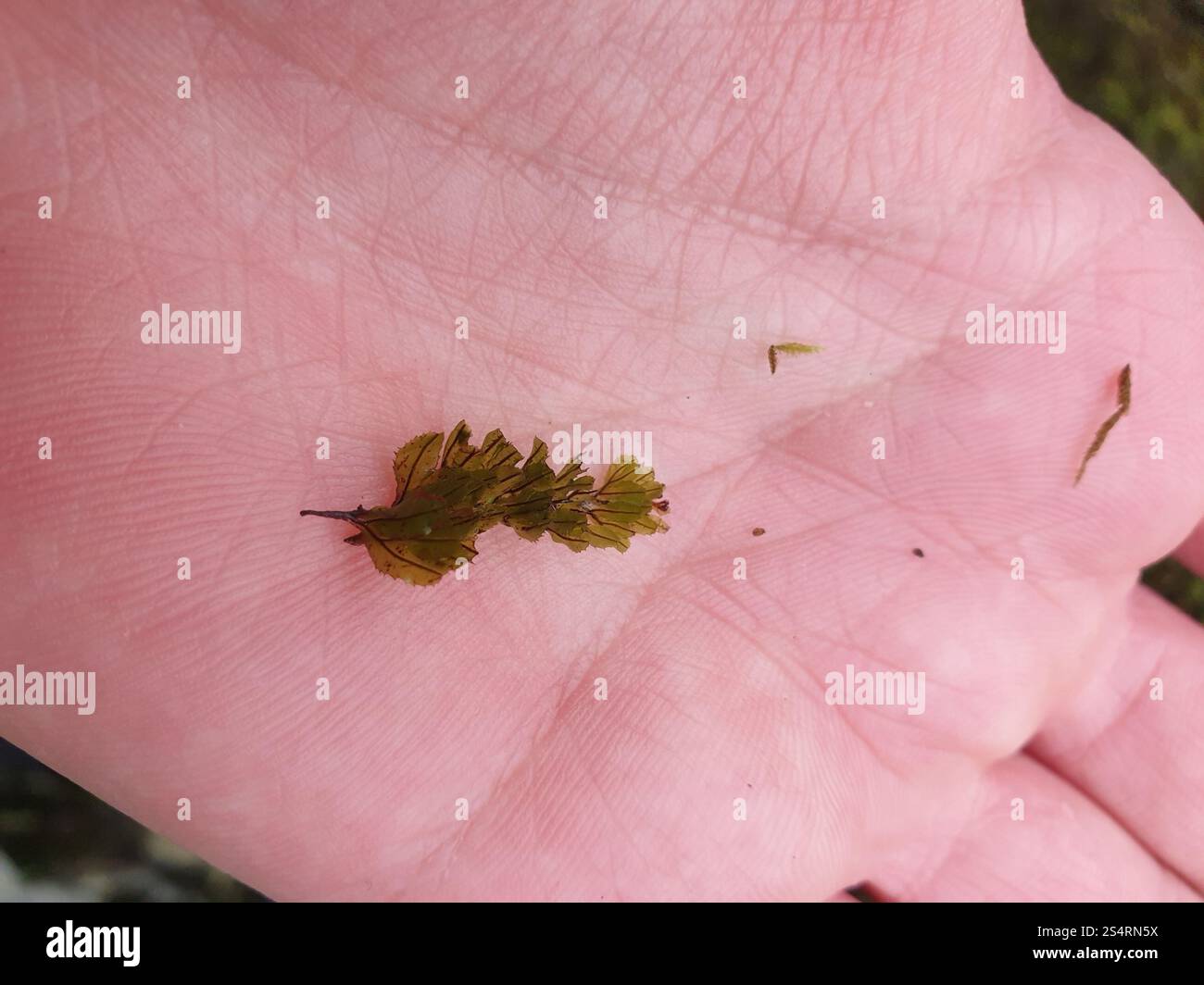 Wilson's Filmy-fern (Hymenophyllum wilsonii Stock Photo - Alamy