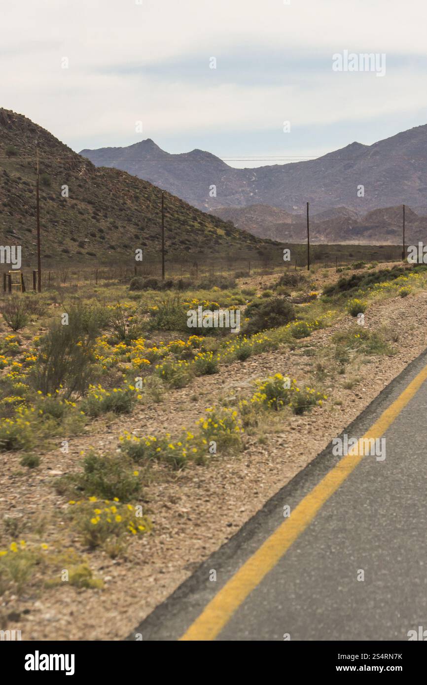 Spring flowers along the roads edge in the Namib Karoo in Southern ...