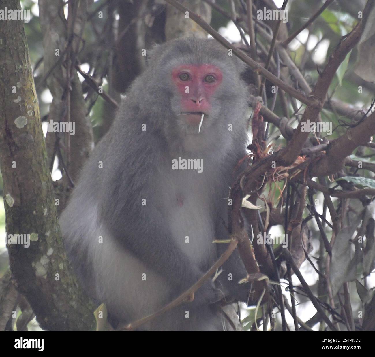 Formosan Rock Macaque (Macaca cyclopis Stock Photo - Alamy