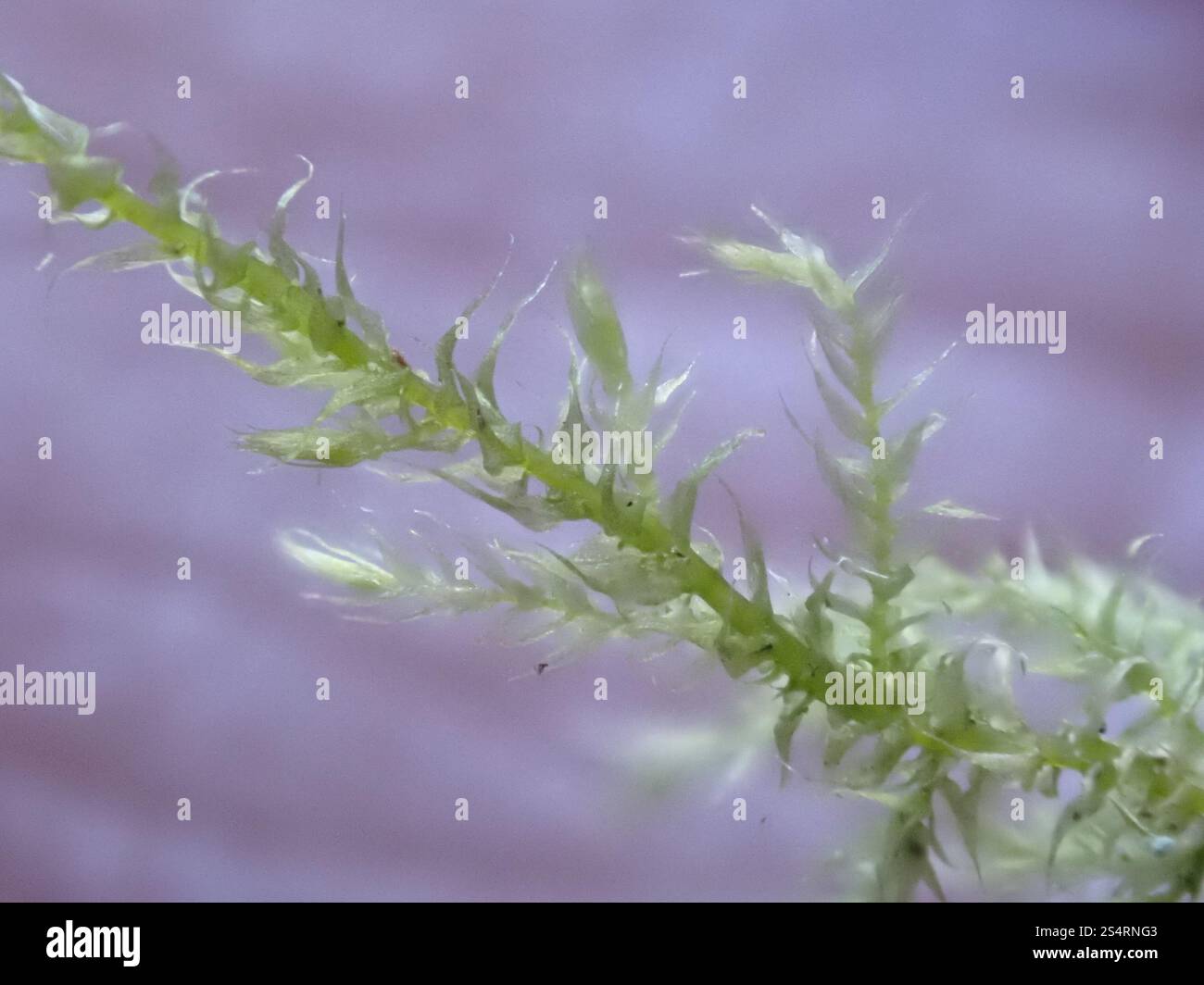 Common Feather-moss (Kindbergia praelonga Stock Photo - Alamy