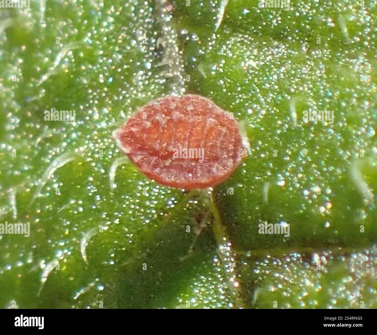woodsorrel family (Oxalidaceae Stock Photo - Alamy