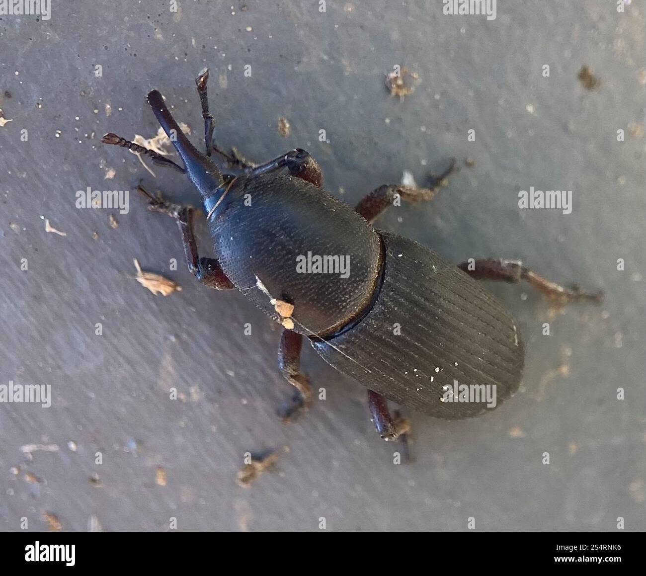Sisal weevil scyphophorus acupunctatus hi-res stock photography and ...
