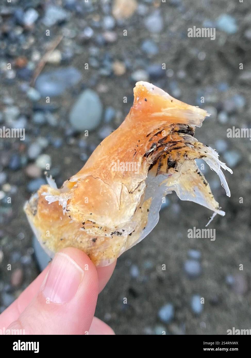 Ray-finned Fishes (Actinopterygii Stock Photo - Alamy