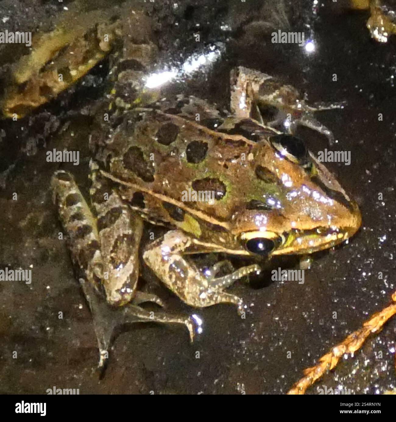 Southern Leopard Frog (Lithobates sphenocephalus Stock Photo - Alamy