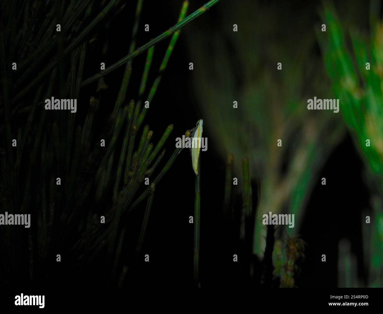 Callianassa hi-res stock photography and images - Alamy