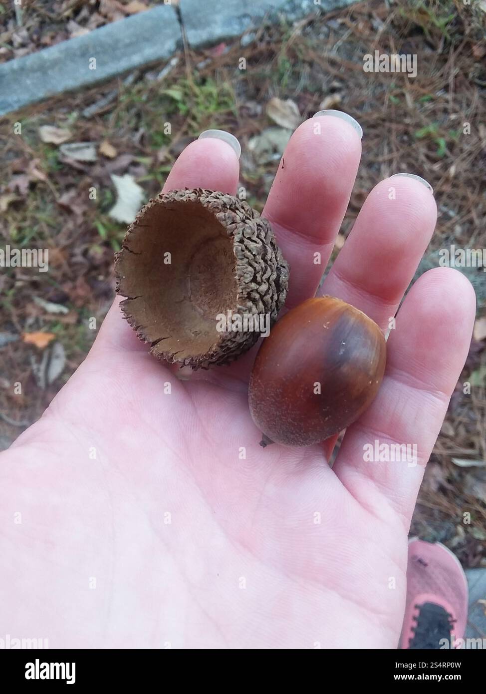 swamp chestnut oak (Quercus michauxii Stock Photo - Alamy
