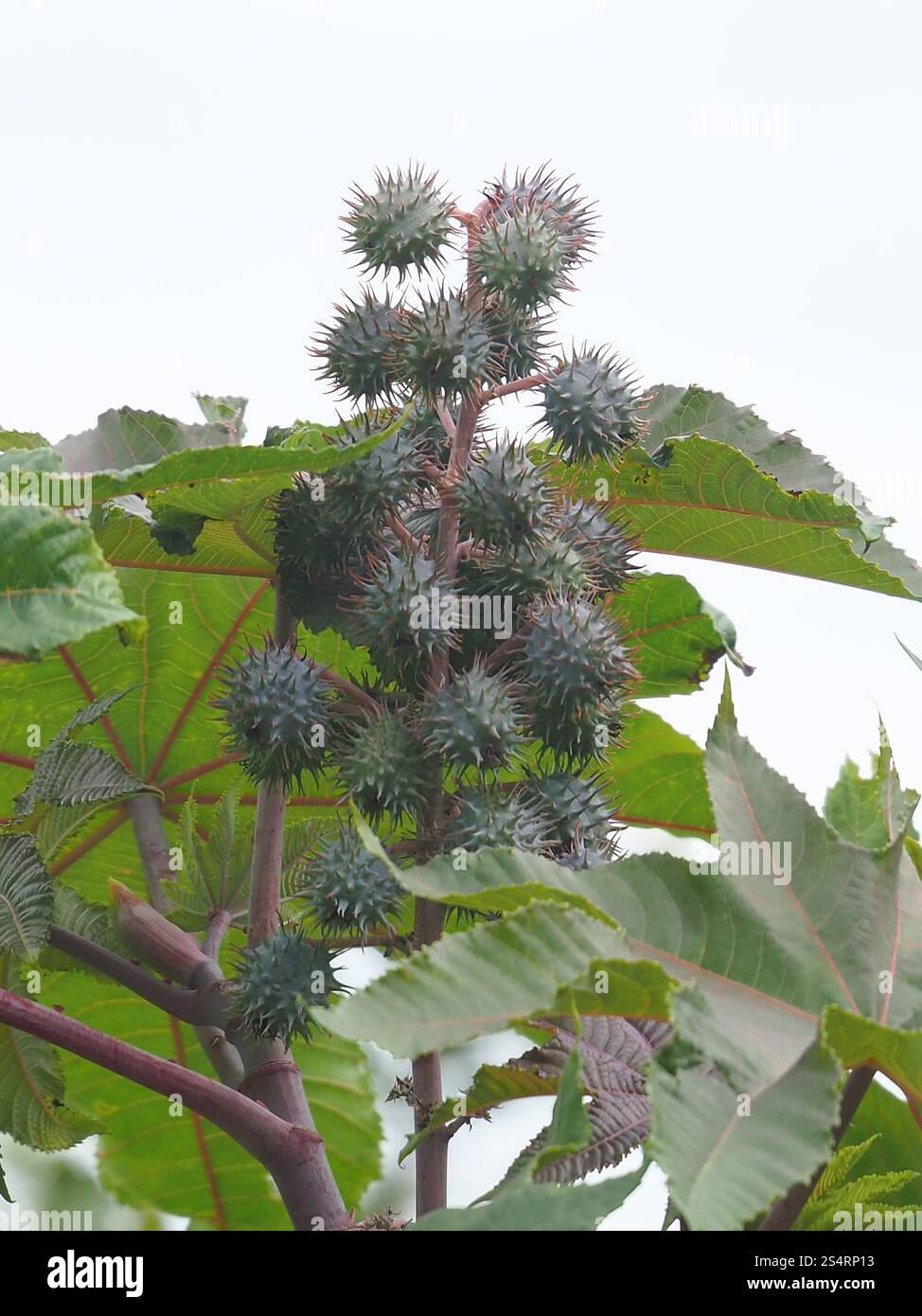 castor bean (Ricinus communis Stock Photo - Alamy