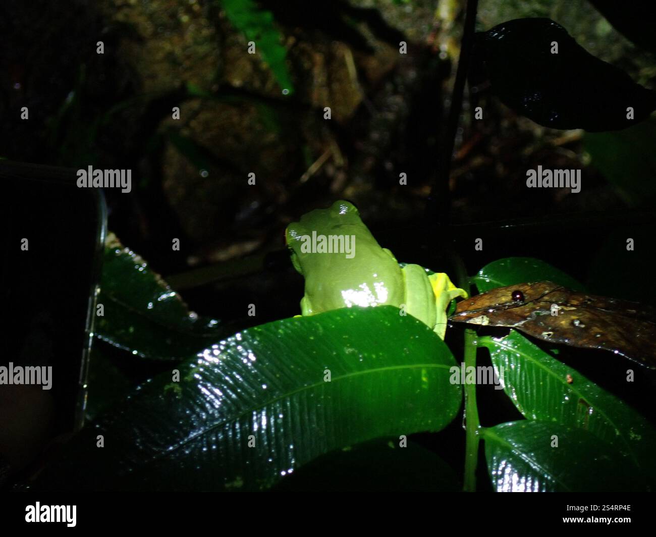 Orange-thighed Tree Frog (Ranoidea xanthomera Stock Photo - Alamy