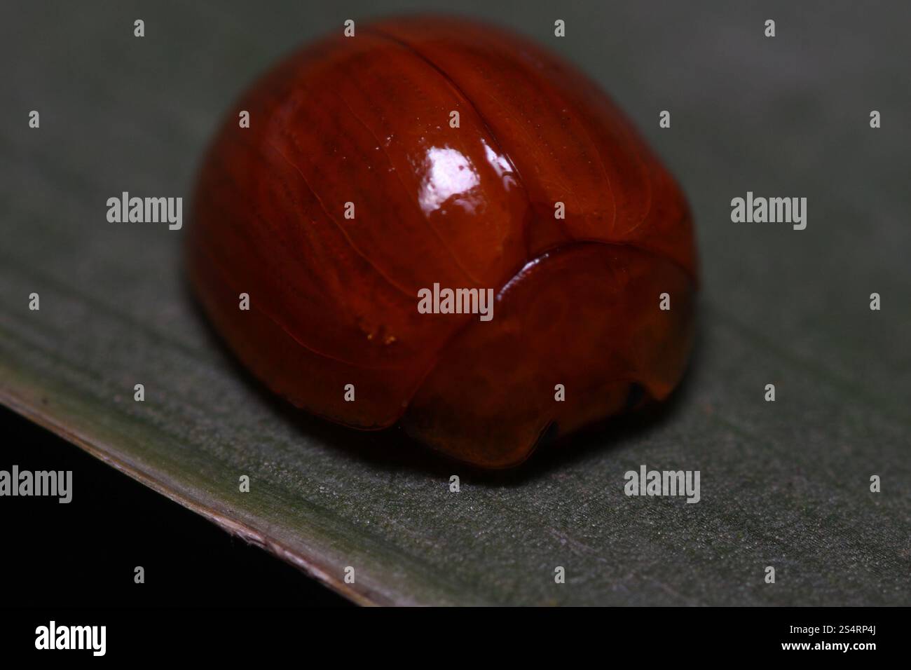 Chilocorus circumdatus hi-res stock photography and images - Alamy