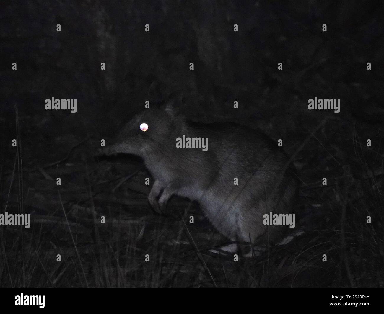 Eastern Barred Bandicoot (Perameles gunnii Stock Photo - Alamy