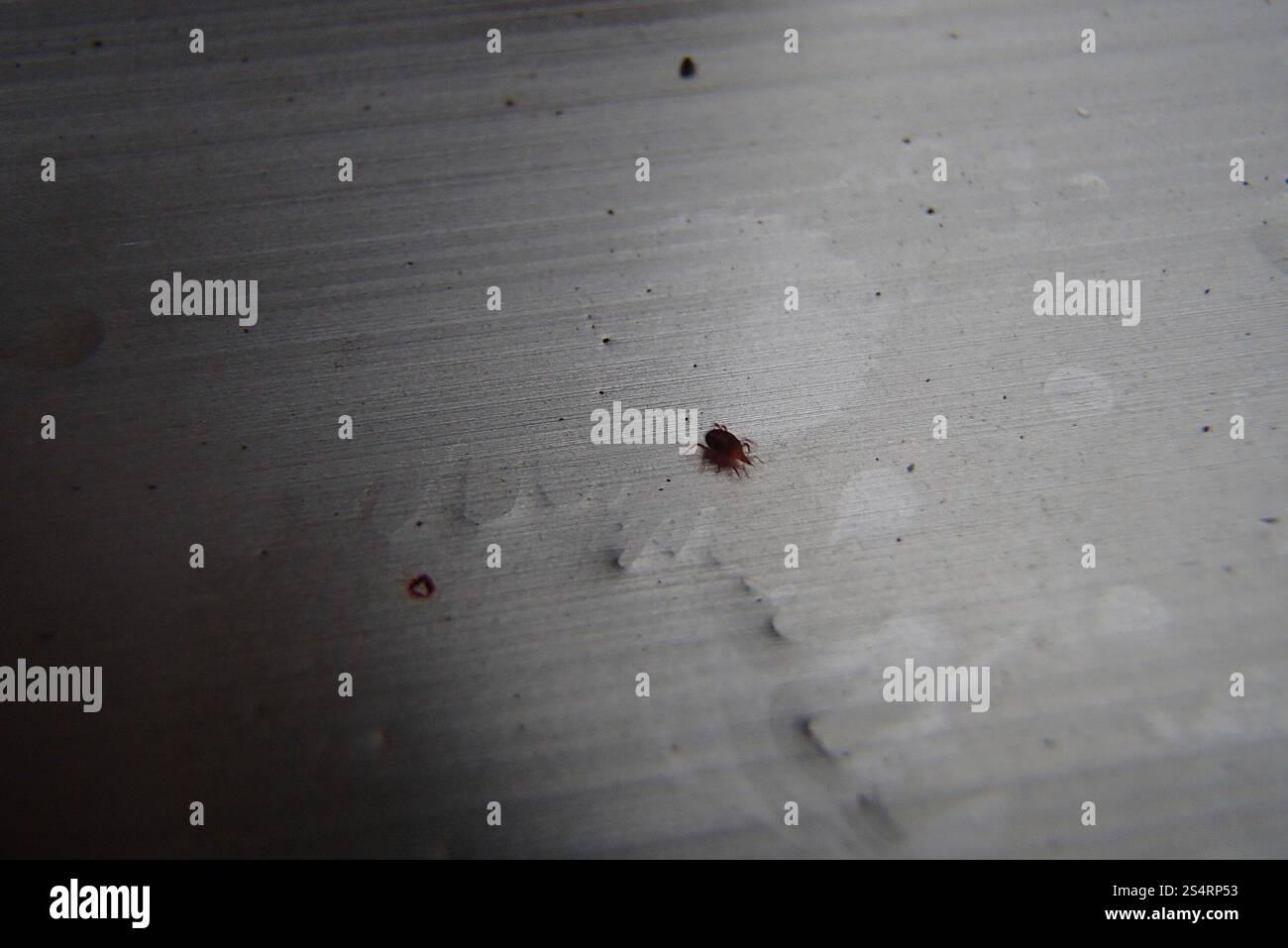 Snout Mites (Bdellidae Stock Photo - Alamy