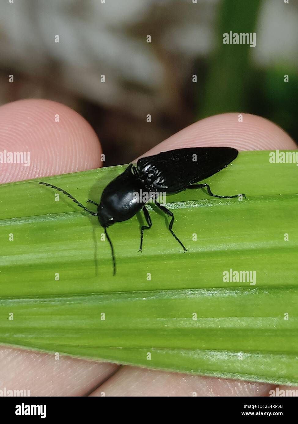 Click Beetles (Elateridae Stock Photo - Alamy