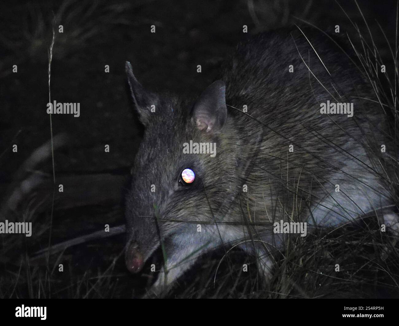 Eastern Barred Bandicoot (Perameles gunnii Stock Photo - Alamy