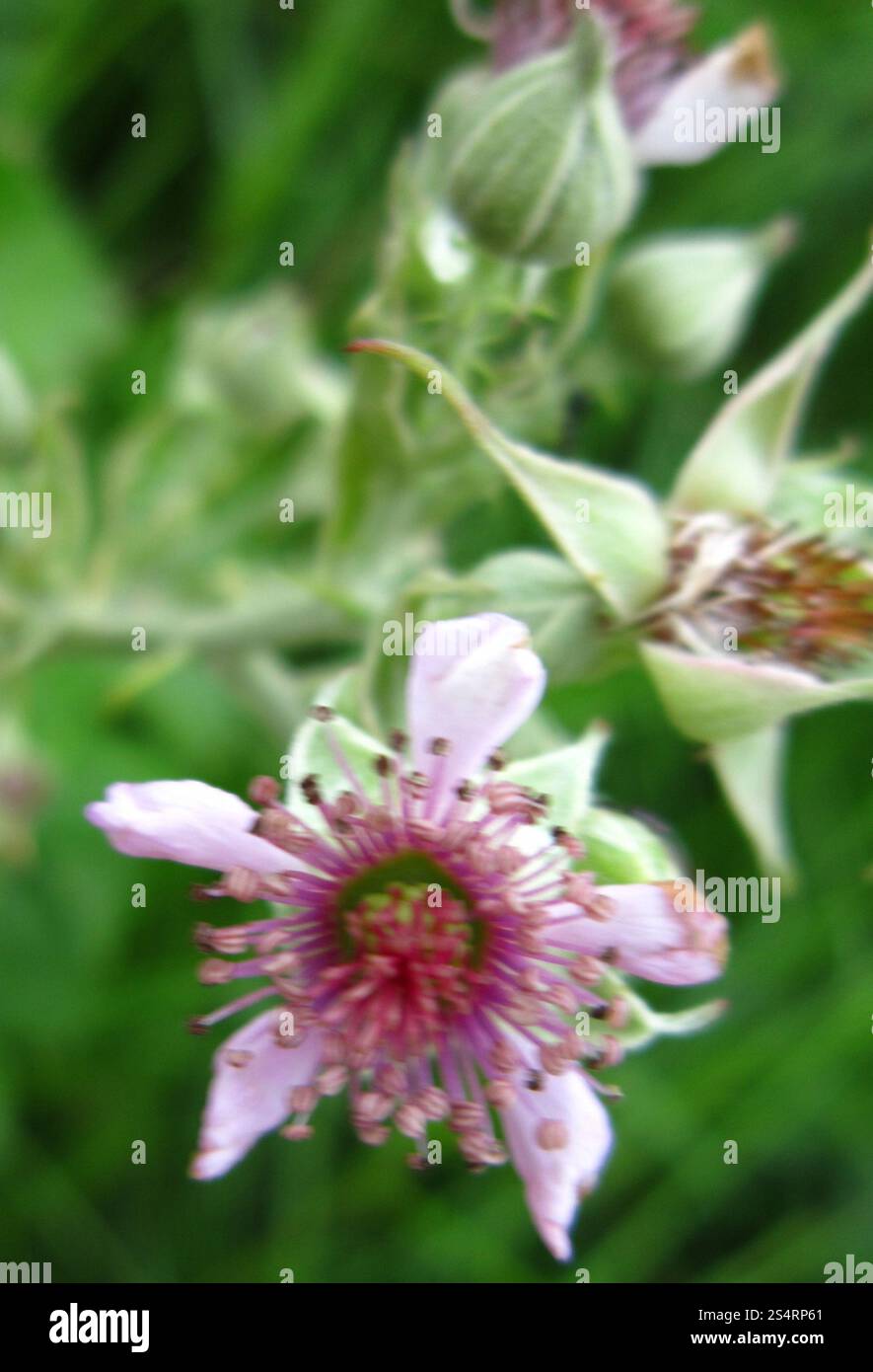 White Bramble (Rubus rigidus Stock Photo - Alamy