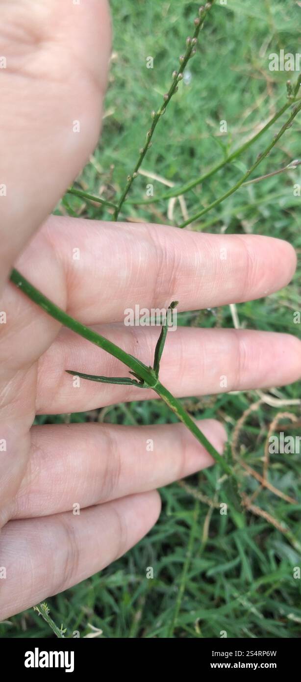 flowering plants (Angiospermae Stock Photo - Alamy
