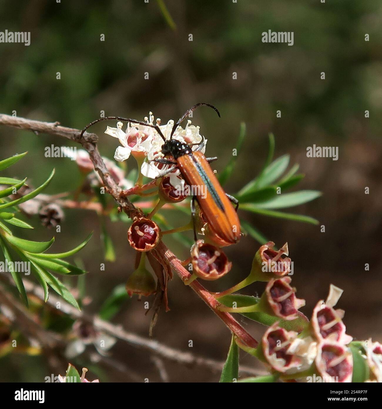 Stinking Longicorn (Stenoderus suturalis Stock Photo - Alamy