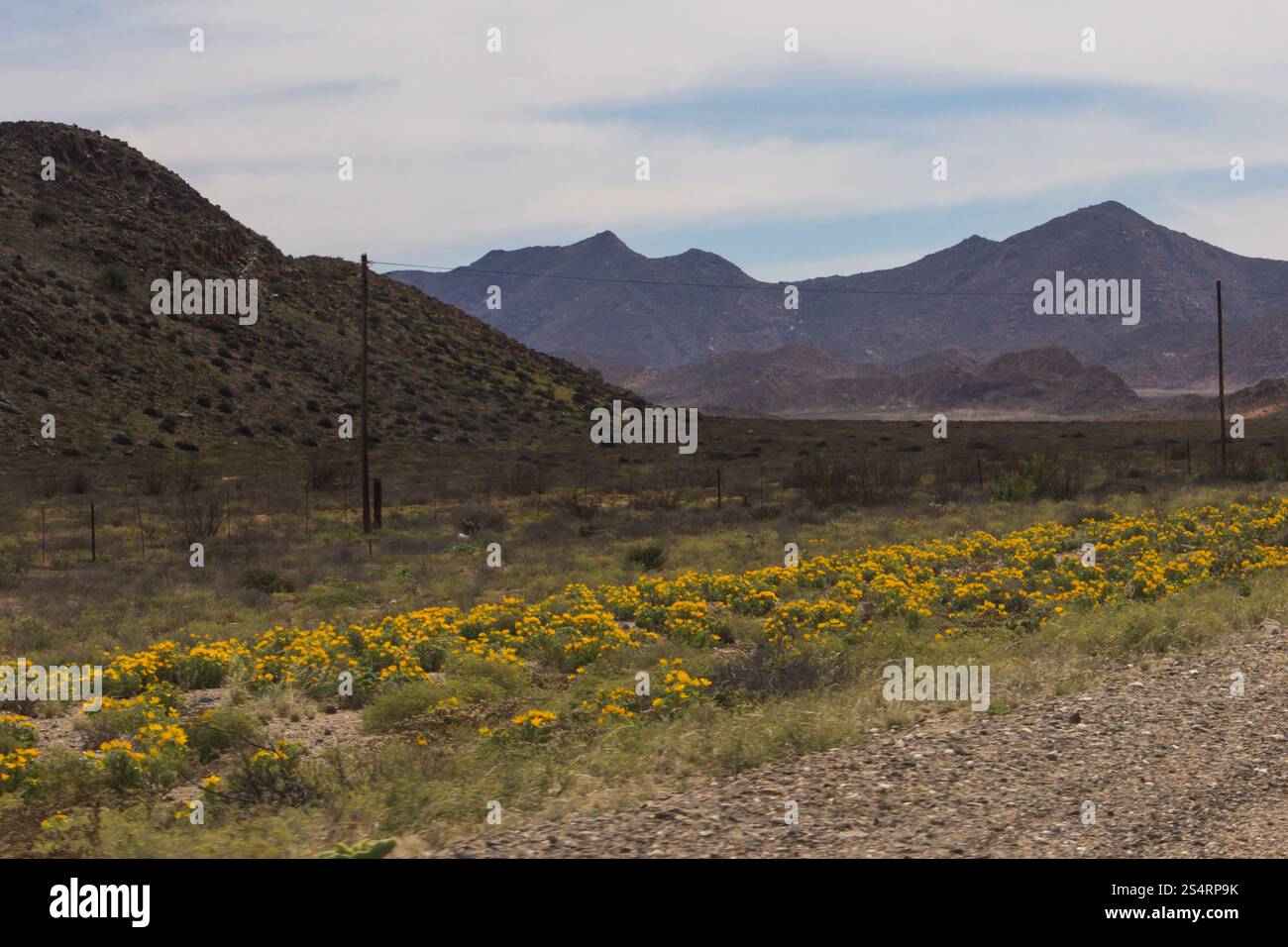 Spring flowers among the hills Namib Karoo in Southern Namibia Stock ...