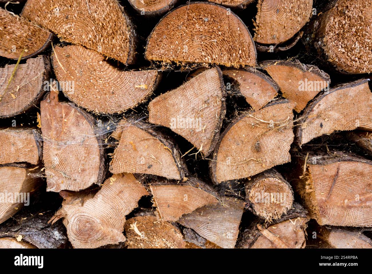 Closeup texture of chopped pine tree wood Stock Photo - Alamy
