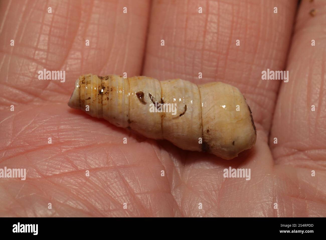 Common Tower Shell (Turritellinella tricarinata Stock Photo - Alamy