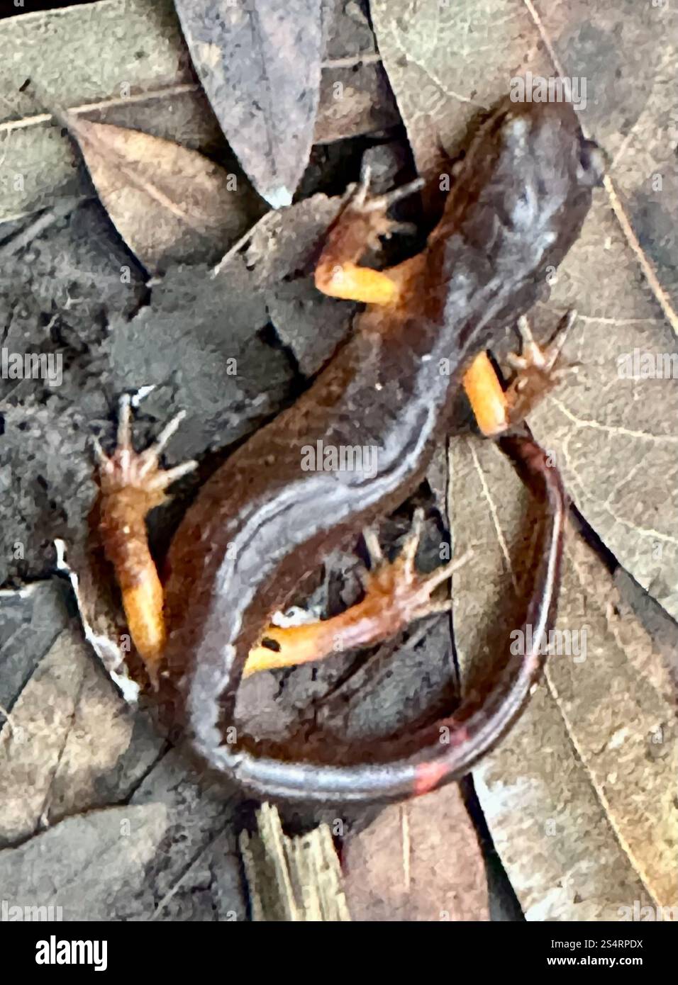 Yellow-eyed Ensatina (Ensatina eschscholtzii xanthoptica Stock Photo ...
