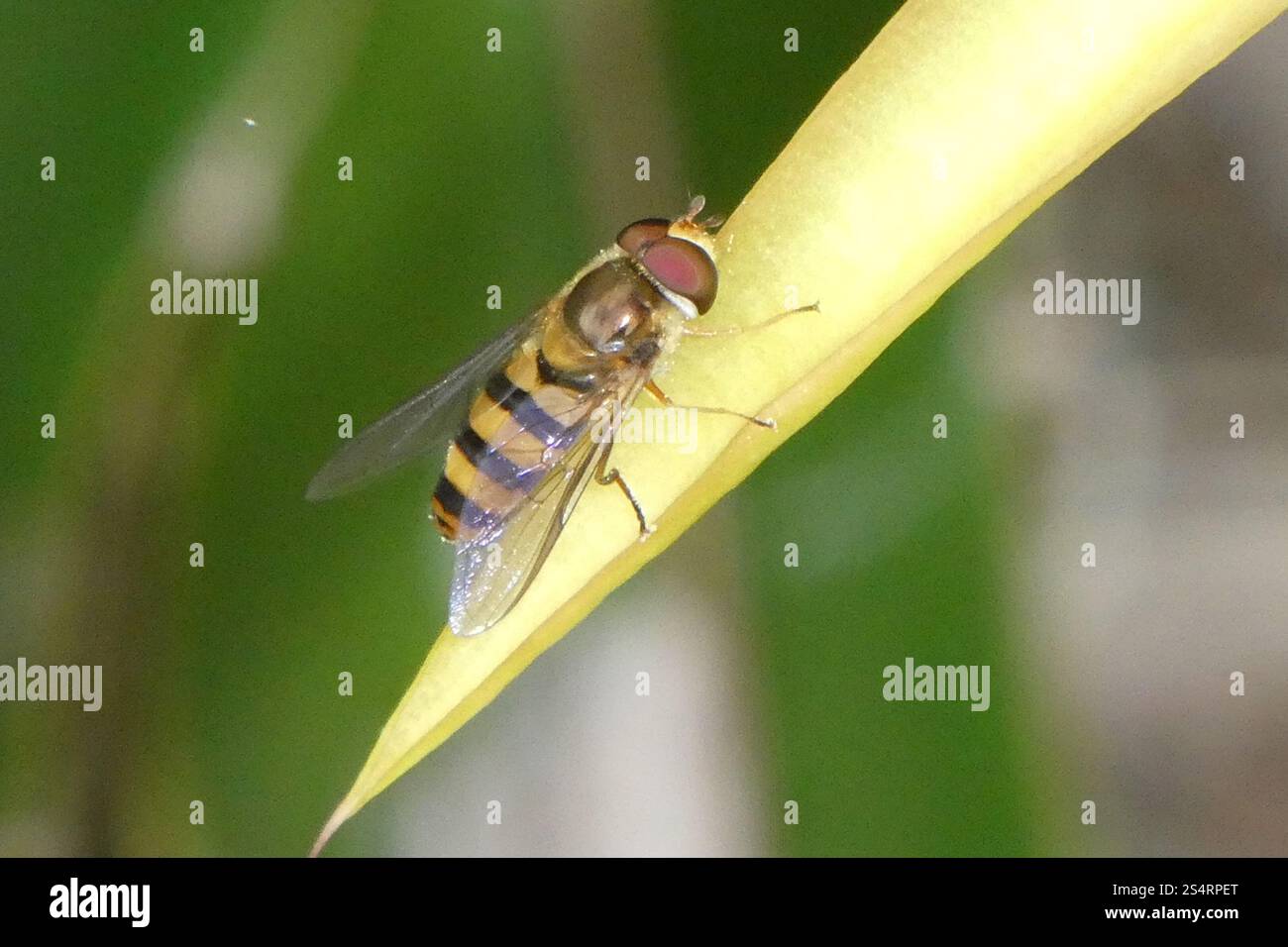 Hover Flies (Syrphidae Stock Photo - Alamy