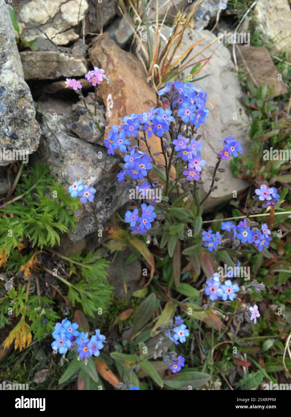 mountain forget-me-not (Myosotis asiatica Stock Photo - Alamy
