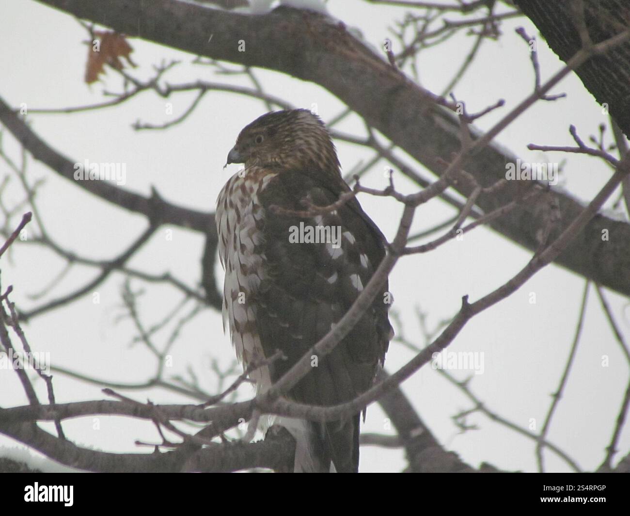 Cooper's Hawk (Astur cooperii Stock Photo - Alamy